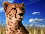 Cheetah Facts