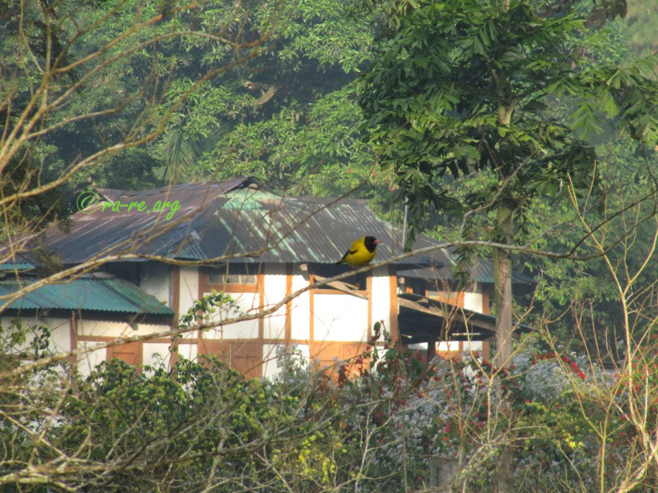 an-unknown-yellow-bird