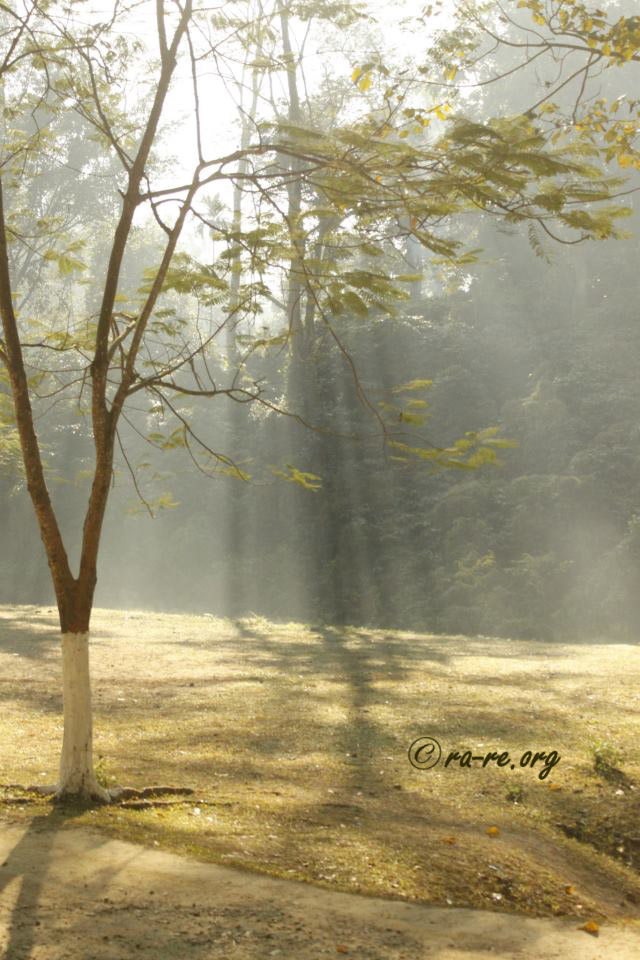first-morning-sunlight-very-charming