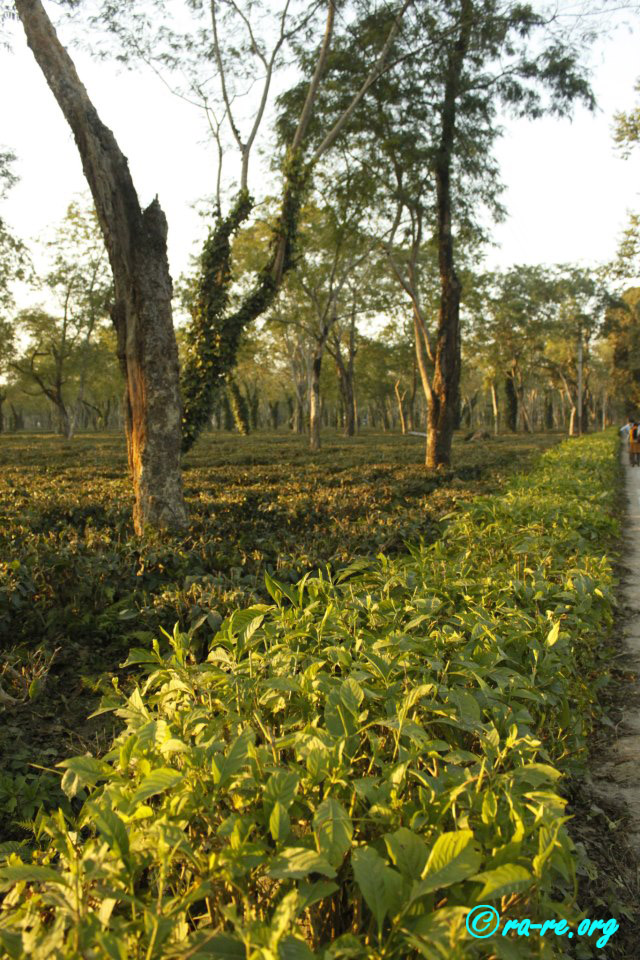 tea-garden-in-assam
