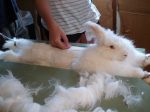 angora-rabbit-shearing