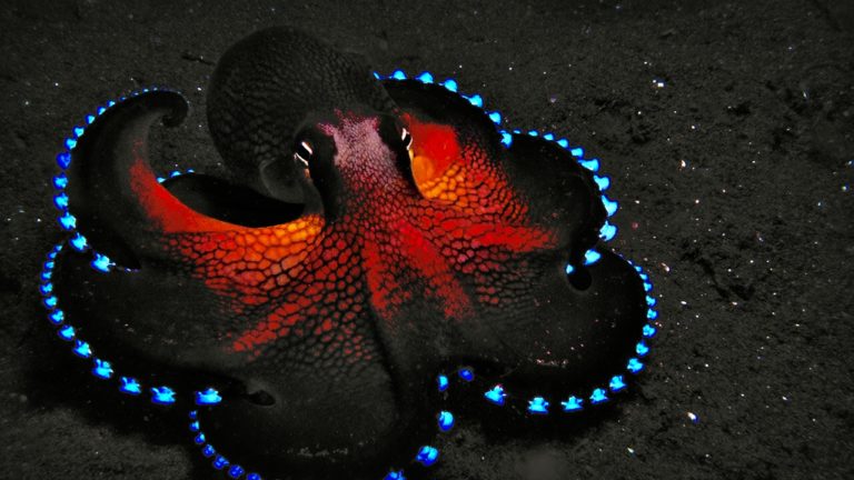 Why are Octopuses the most amazing of all creatures?