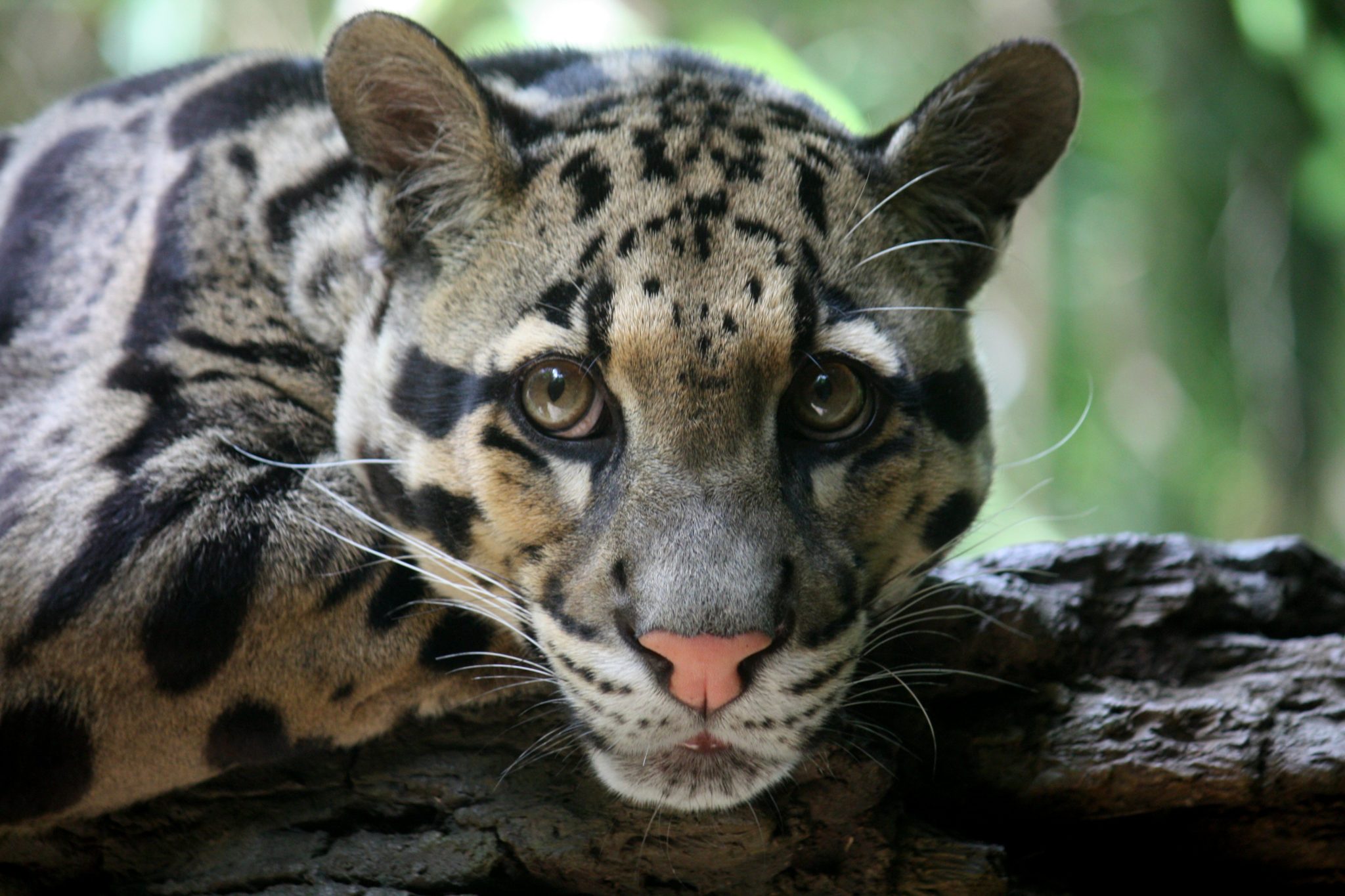Megla Tiger (Clouded Leopard)