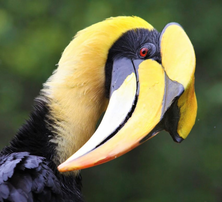 Hornbill-bird-face-closeup