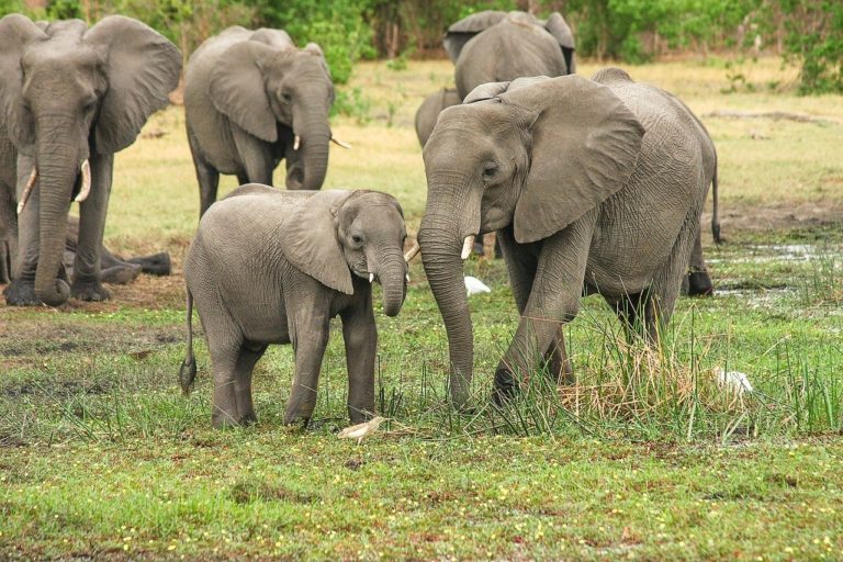 Elephants do seismic communication – Did you know?